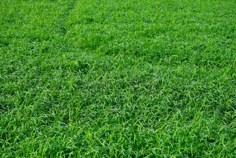 Green Paddy texture stock photo. Image of season, thailand - 84136626