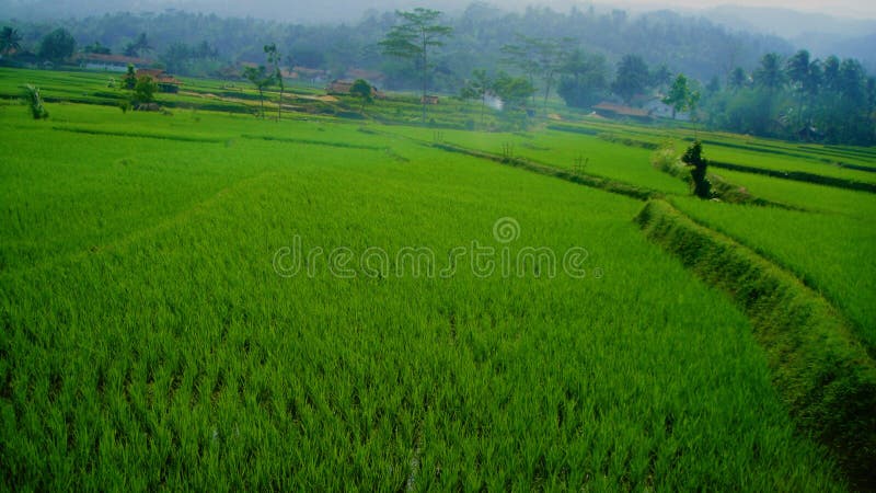 Paddy Tree at the Early Stage Stock Image - Image of marsh, stage ...