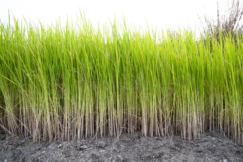 Green Paddy Tree Plants-Rice Plant-Green Background Texture Stock Image ...