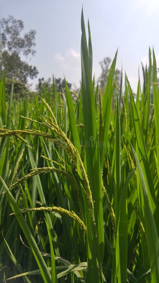 Green paddy trees stock photo. Image of twig, green - 199324870