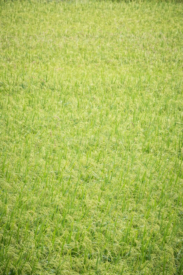 Green paddy stock image. Image of organic, grass, peaceful - 35502921