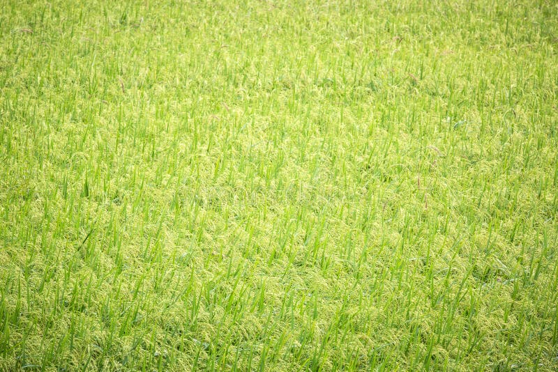 Green paddy stock image. Image of grow, agriculture, rice - 35502959