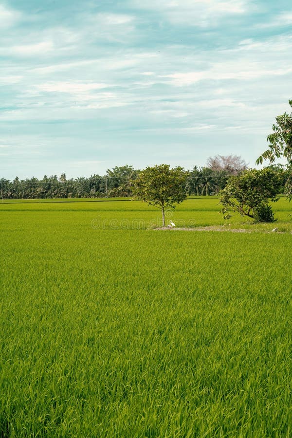Sky and Pady Field in Kerala Stock Image - Image of agriculture, coast ...