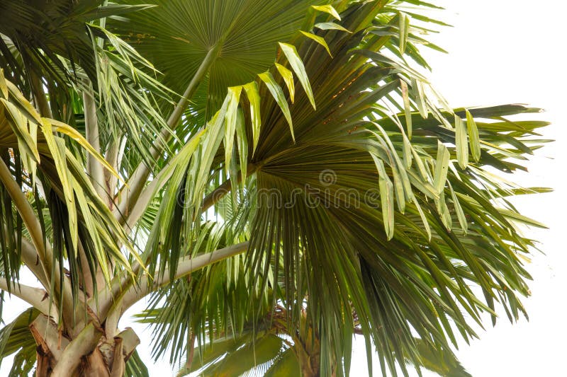 Green Palm Branch Isolated on White Background Stock Photo - Image of ...