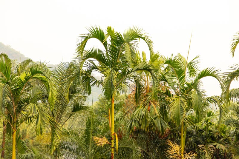 Green Palm Branch Isolated on White Background Stock Photo - Image of ...