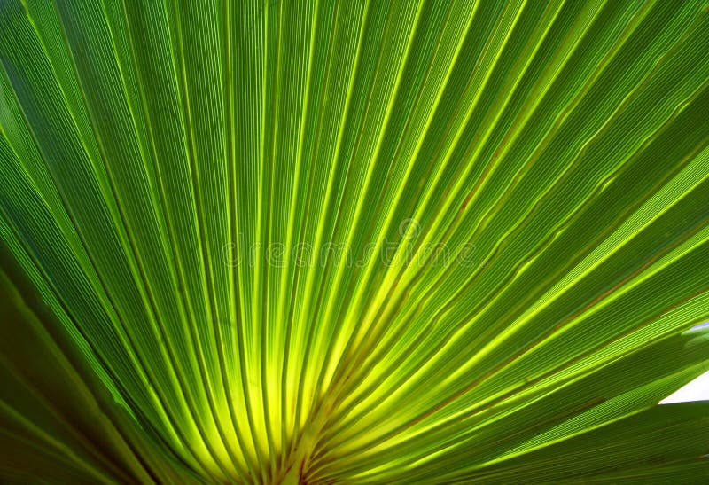 Green palm fronds stock photo. Image of flora, plant - 23601898