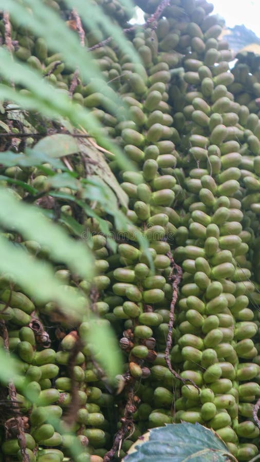 Green Palm Fruit Hanging on a Palm Tree Stock Image - Image of natural ...