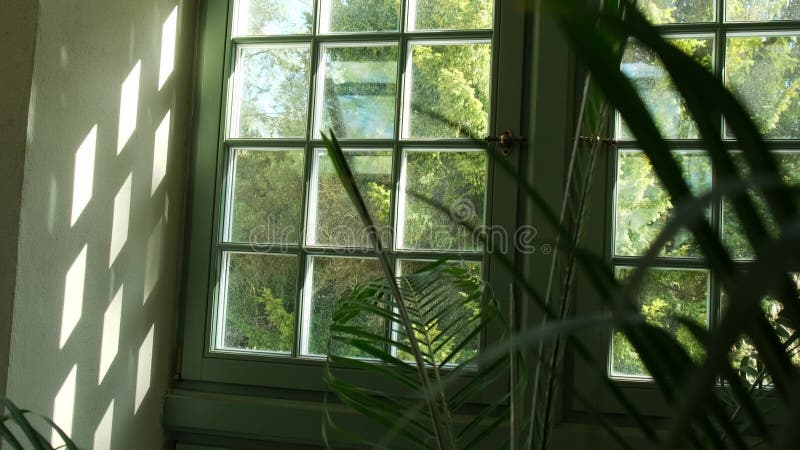 Green Palm Leaf Pattern Texture Abstract Background with Window Indoors ...