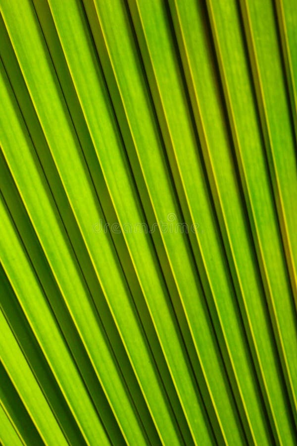 Green palm leaf stock photo. Image of clear, frond, green - 39533208