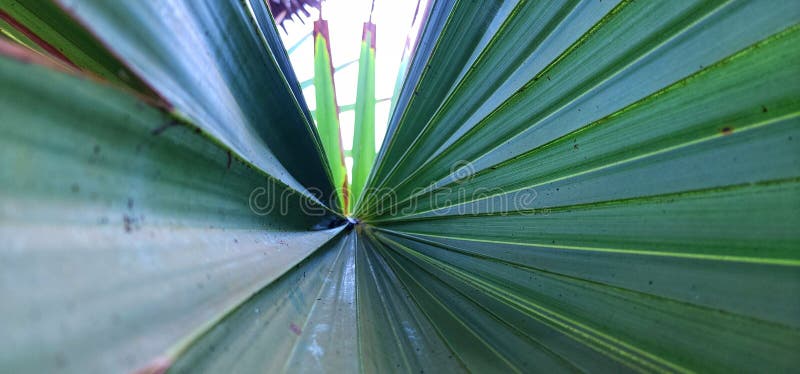 Green Palm Leaf Taken from the Eye Level Angle Stock Image - Image of ...