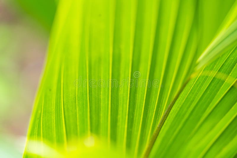 Green Palm Leaf Texture Background Stock Image - Image of botanical ...