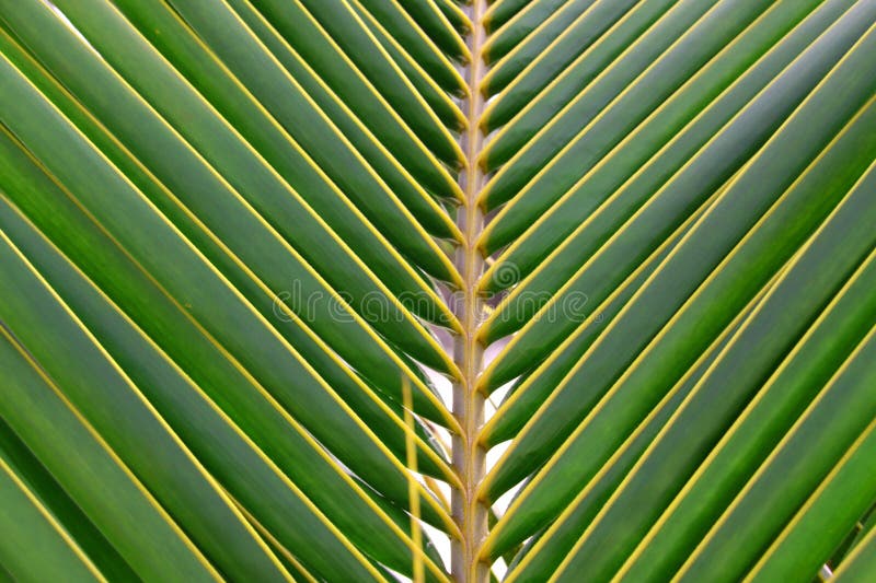 Green Palm Leaf with Vertical Center Stock Photo - Image of bright ...