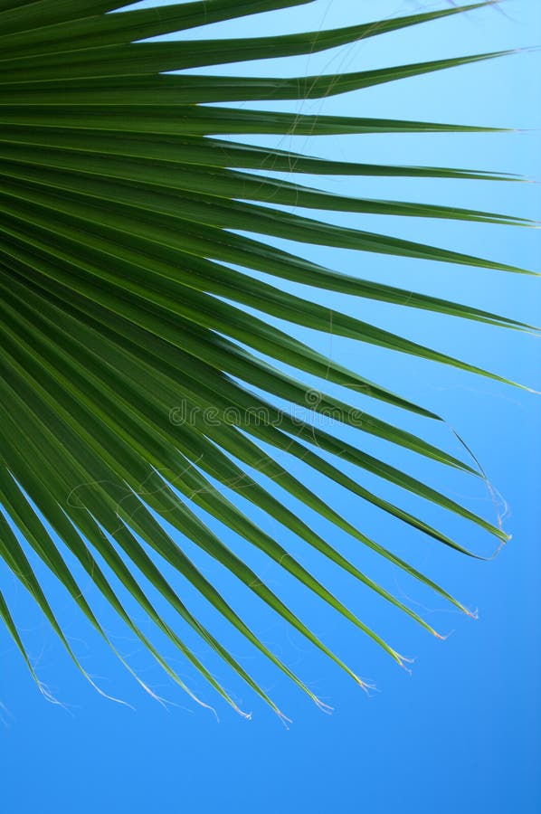 Koki Beach Palm stock image. Image of koki, beach, tropical - 1659189