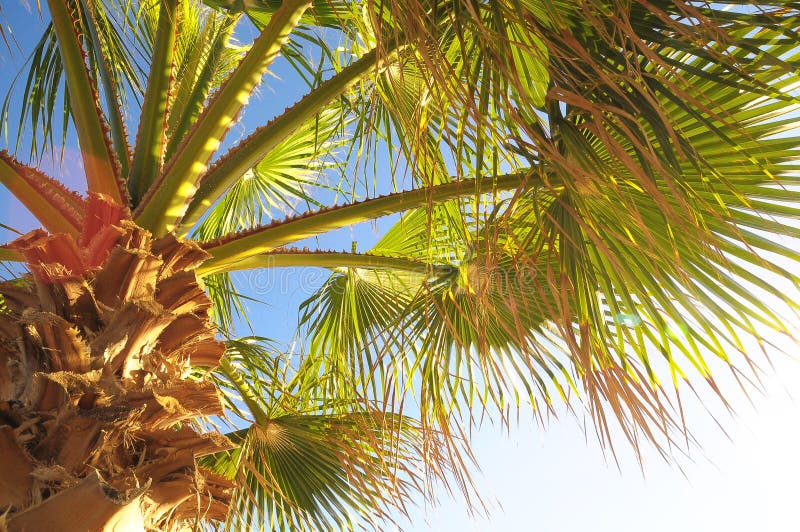 Green Palm Leaves stock photo. Image of garden, bright - 188042316