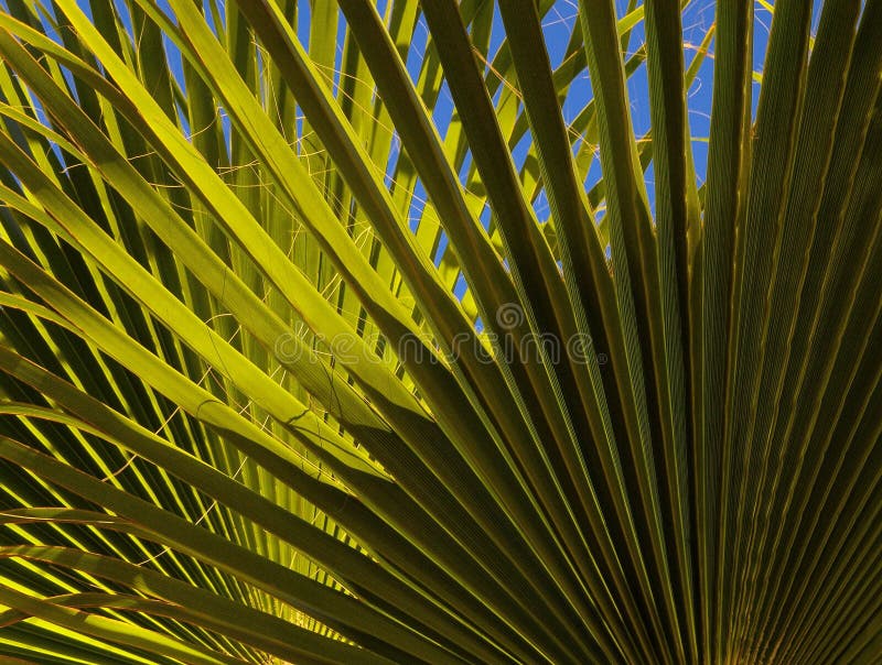 Green Palm Leaves stock photo. Image of palm, coconut - 243565156