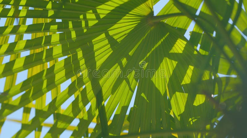 Green Palm Leaves. Palm Leaves Texture with Shadow. Green Palm Tree ...