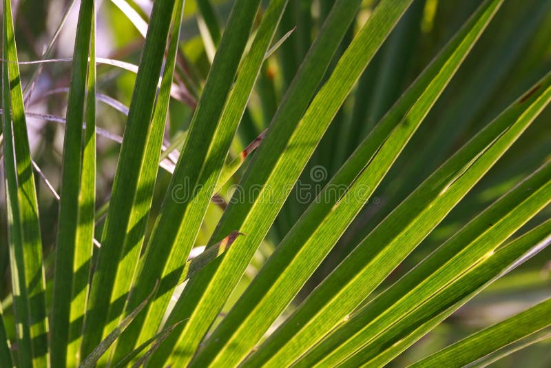 A Green Palm Sheet Structure Stock Image - Image of flora, leaf: 10466725