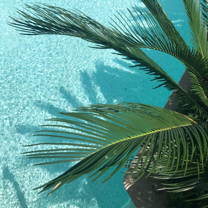 Green Palm Tree Picture. Image: 117917423