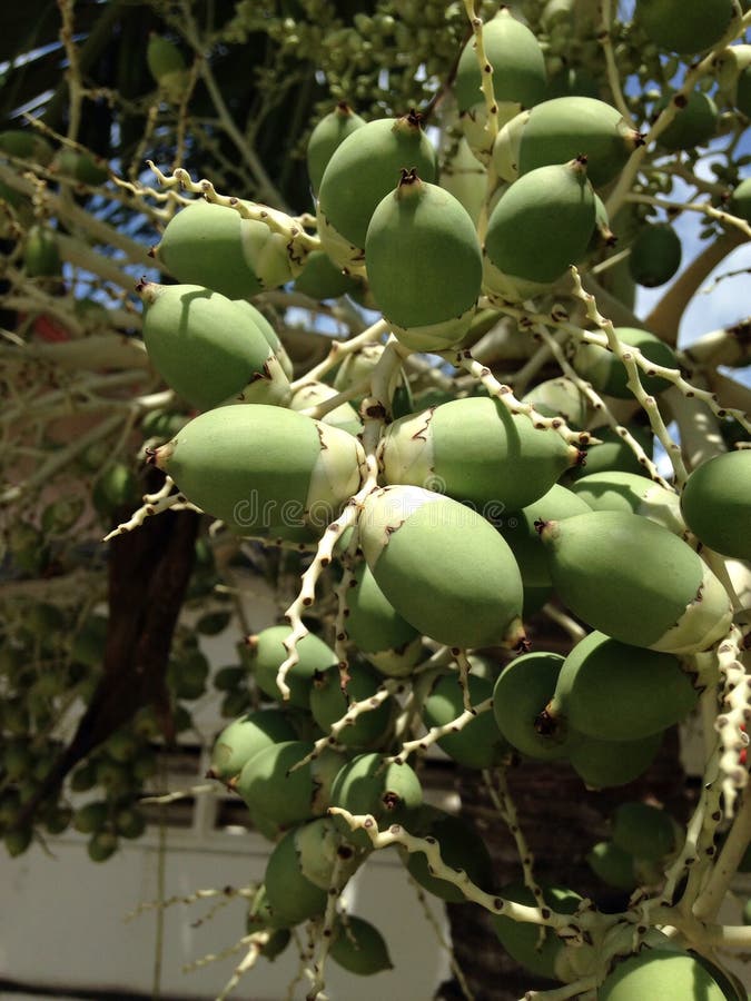 Green Palm stock photo. Image of palm, tree, nature, green - 42693446
