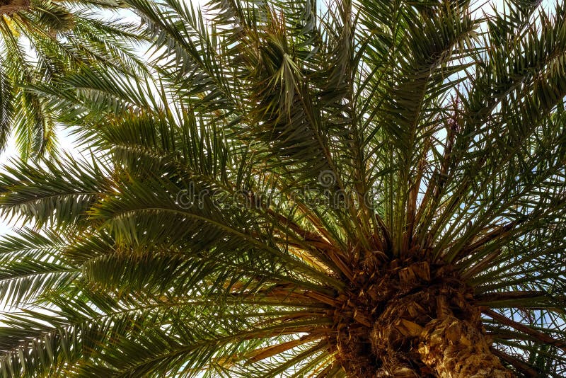 Palm tree bottom up stock image. Image of climate, freshness - 111622957
