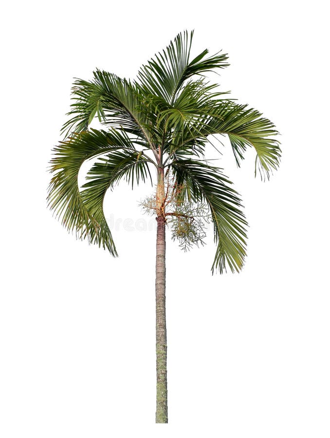 Green Palm Tree Isolated on White Background with Clipping Path and ...