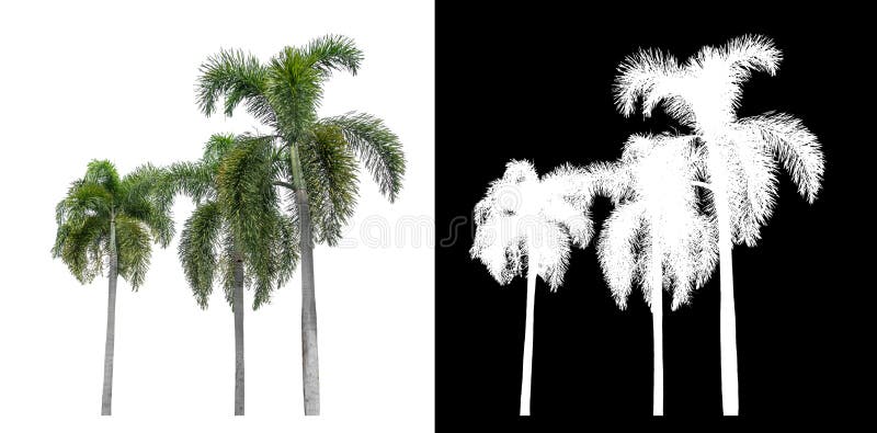 Palm Leaf Alpha Stock Illustrations – 446 Palm Leaf Alpha Stock ...