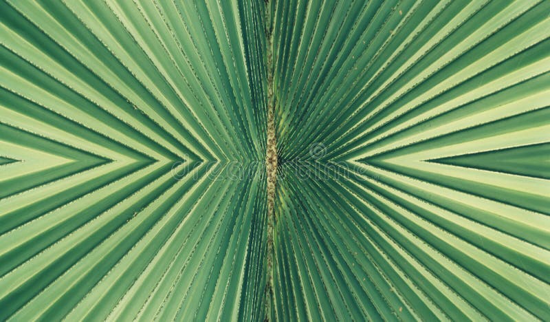 Green Palm Tree Leaf for Abstract Background Stock Image - Image of ...