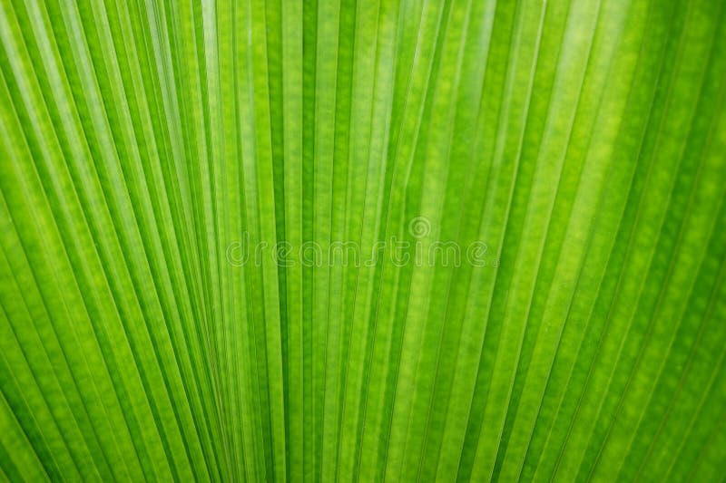 Green Palm Tree Leaf Texture and Background Stock Photo - Image of nature, botany: 349075378