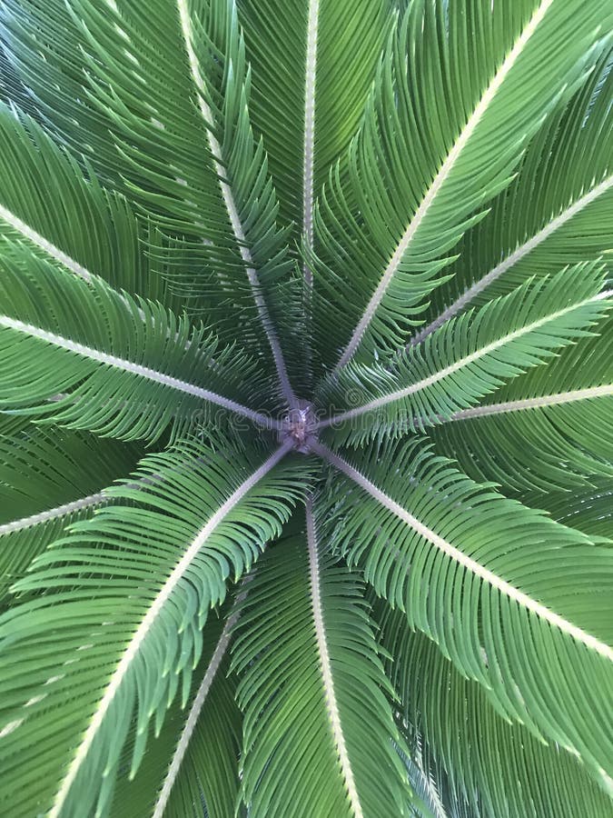 Plant Long Narrow Leaves Not Palm Stock Photos - Free & Royalty-Free ...