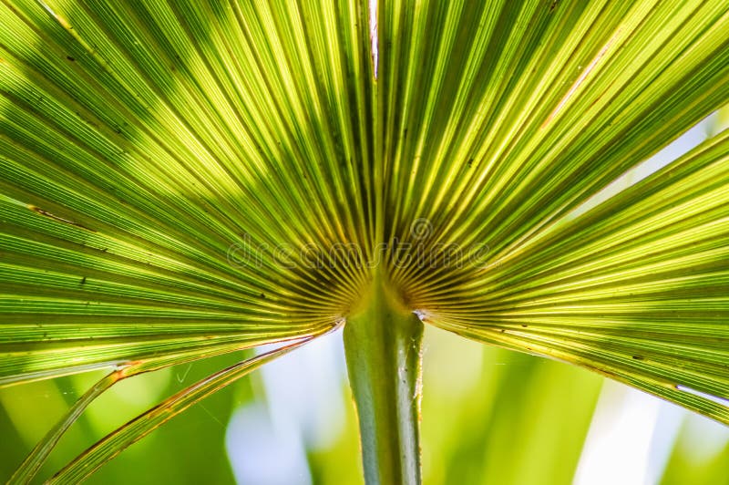 Green Palm Tree Leaves Macro Backlit with Shadows Stock Photo - Image ... Green Palm Tree Leaves Macro Backlit with Shadows Stock Photo - Image ...