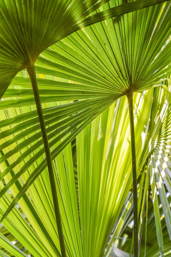 Green Palm Tree Leaves Macro Backlit with Shadows Stock Image - Image ... Green Palm Tree Leaves Macro Backlit with Shadows Stock Image - Image ...