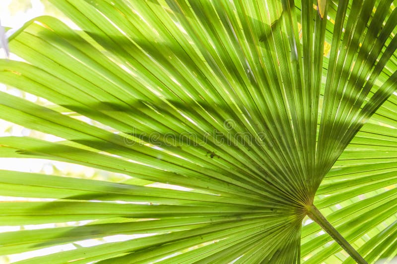 Green Palm Tree Leaves Macro Backlit with Shadows Stock Photo - Image ...