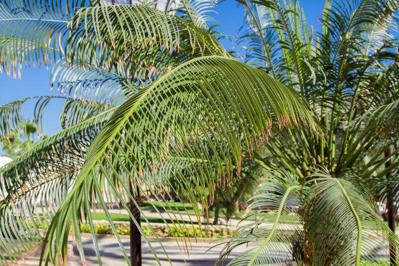 Green Palm Tree Leaves Macro on Blue Sky Background Stock Image - Image ... Green Palm Tree Leaves Macro on Blue Sky Background Stock Image - Image ...