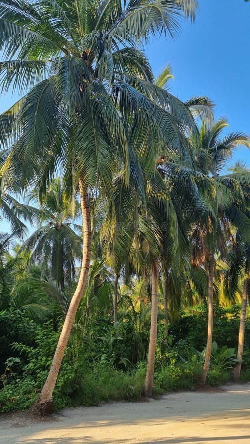 Green Palm Tree Leaves on Sky Background Bottom View. Nature Background ...
