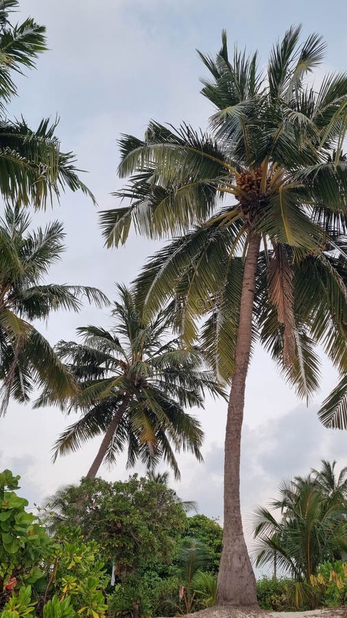 Green Palm Tree Leaves on Sky Background Bottom View. Nature Background ...