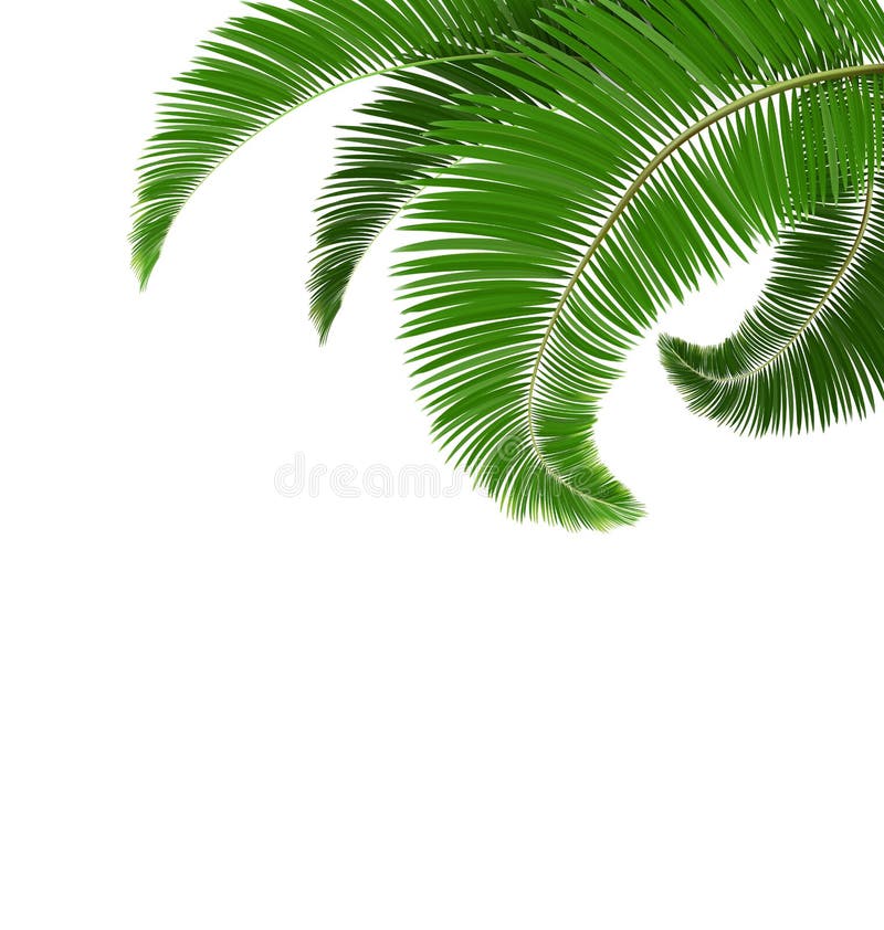 Green Palm Tree Leaves on White Stock Vector - Illustration of beach ... Green Palm Tree Leaves on White Stock Vector - Illustration of beach ...