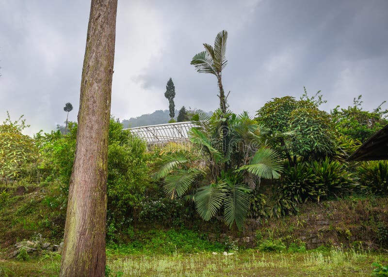 Green Palm Tree, Pine Trunk and Greenhouse Stock Image - Image of ...