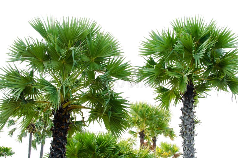 Green palm tree stock image. Image of outdoors, nature - 39059485