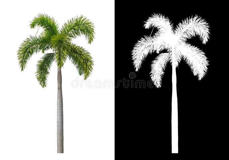 Palm Leaf Alpha Stock Illustrations – 488 Palm Leaf Alpha Stock ...