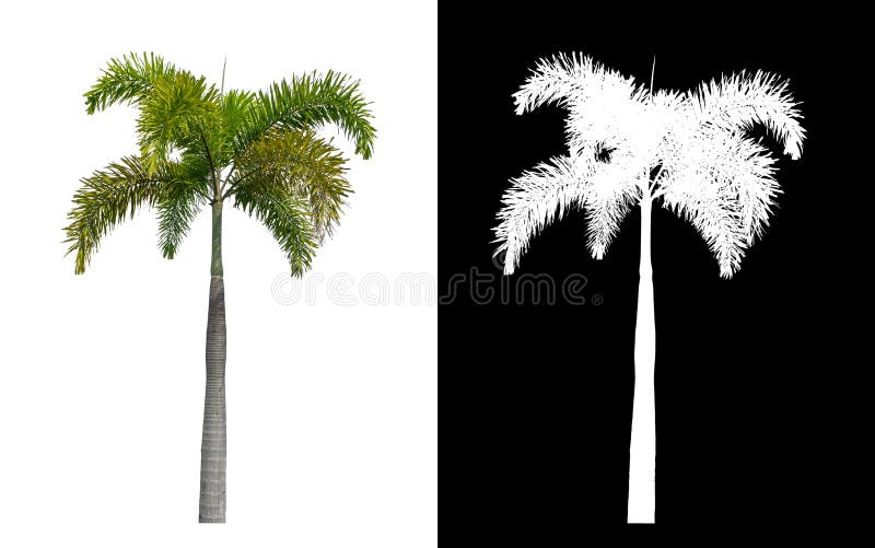 Palm Leaf Alpha Stock Illustrations – 476 Palm Leaf Alpha Stock ...
