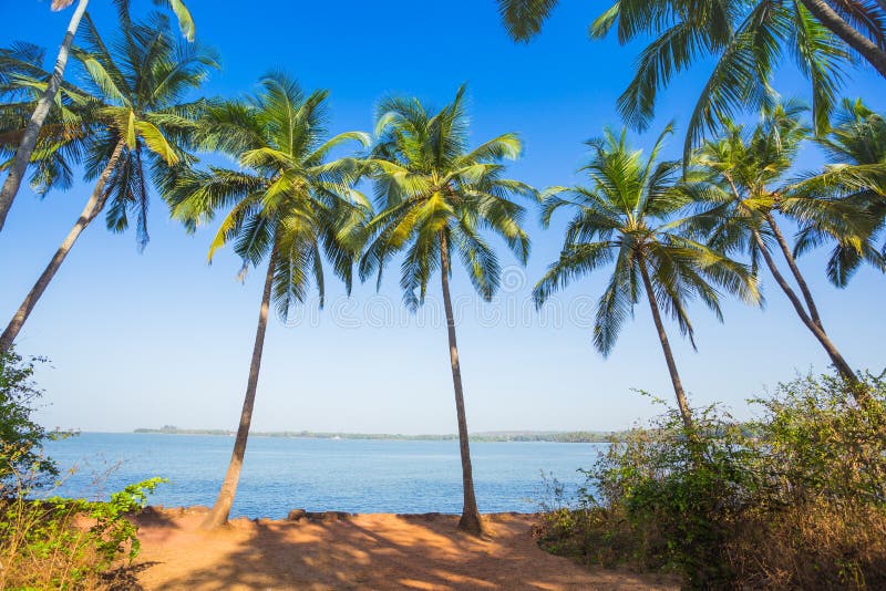 Green Palm Trees Against the Blue Sky in Goa Stock Image - Image of ...
