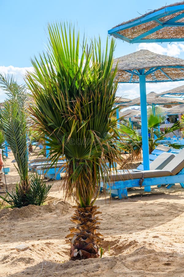Green Sabal Palm Tree on Beach of the Red Sea Stock Image - Image of ...