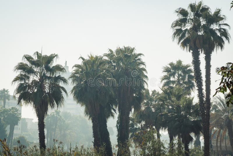 Cairo Egypt - 12 24 2024: Palm Trees on the Street Editorial Stock ...