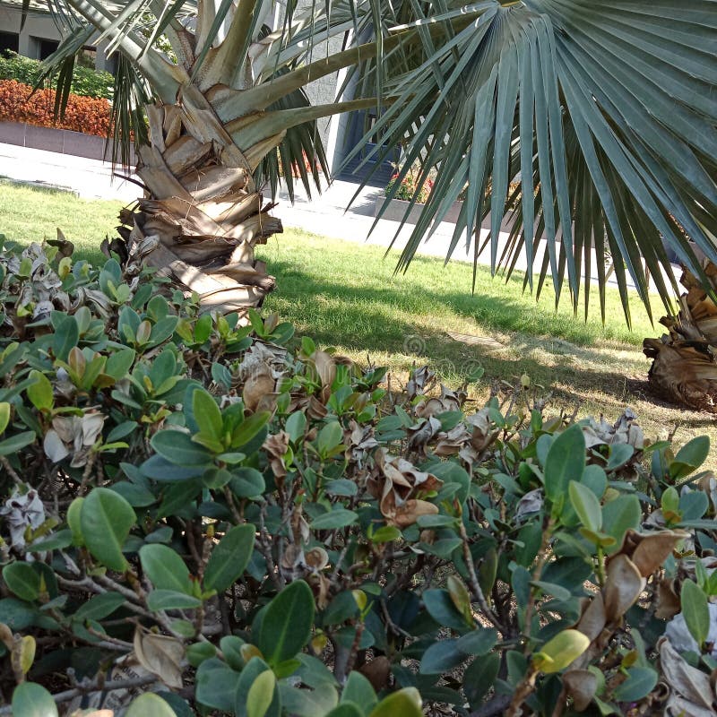 This is a green Tree pan stock image. Image of environment - 167958897