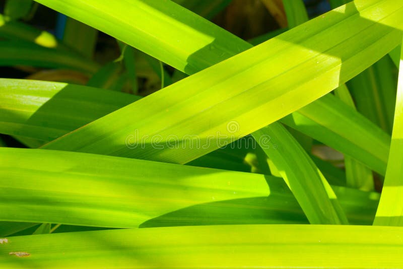 Green pandan in the garden stock photo. Image of cheerful - 92451500