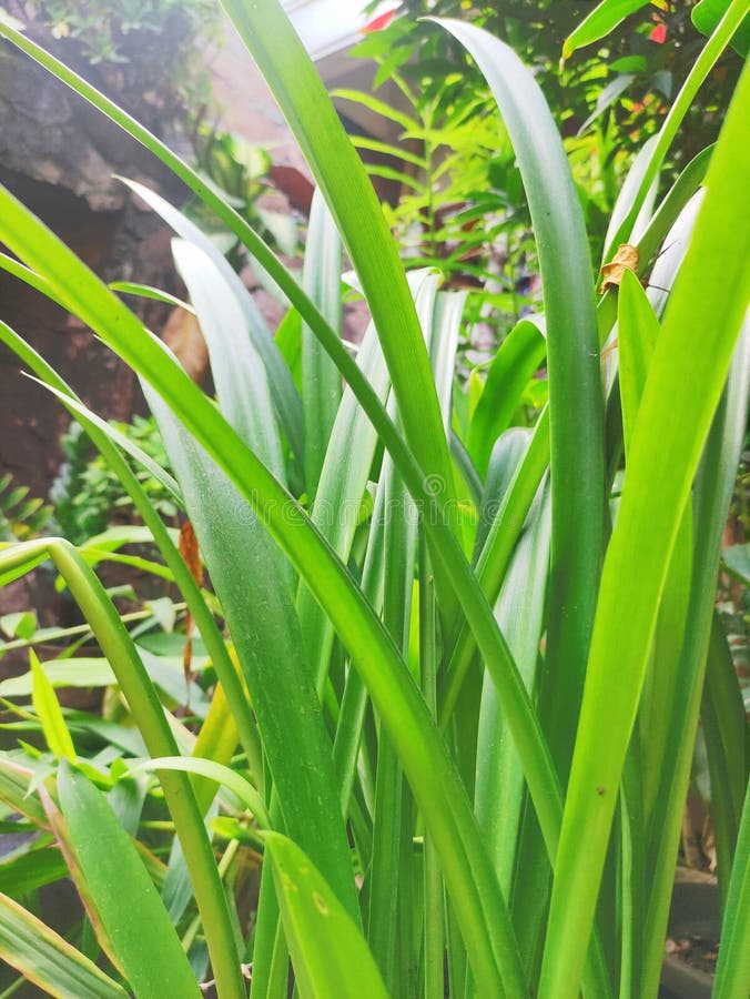 Green Pandan Leaves Give a Beautiful Impression on the View in Cikarang ...