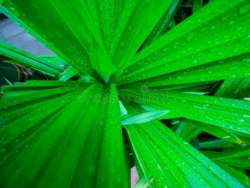 Green Pandan Leaves Wet with Rain Stock Photo - Image of green, pandan ...