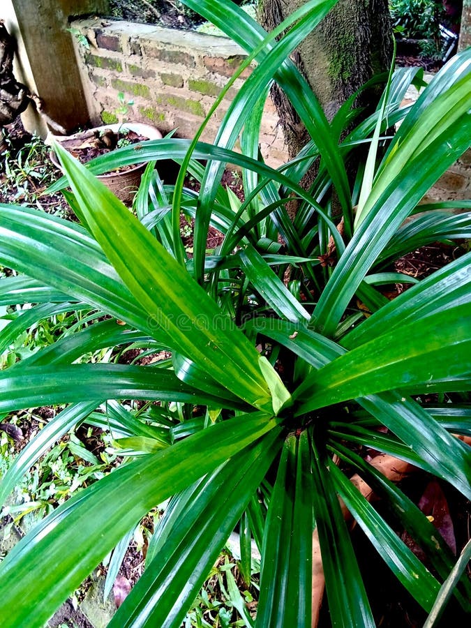 Green pandan plants stock image. Image of garden, indonesian - 381289133