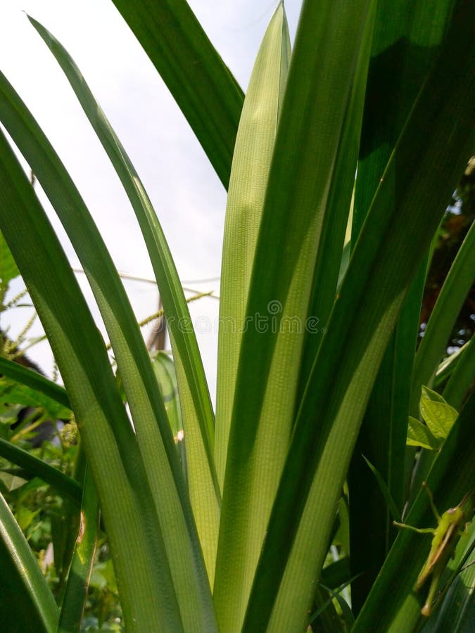 A Green Pandan Tree Grows Lushly in a Garden. Stock Photo - Image of ...
