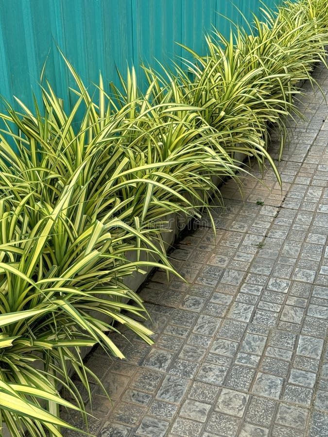 Green Pandanus Sanderi Leaves in the Garden Stock Photo - Image of ...